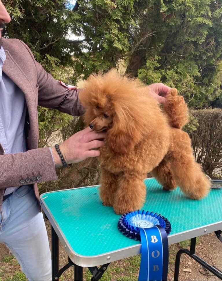 Villakoira pentu, toy koko. - Pentulista.fi