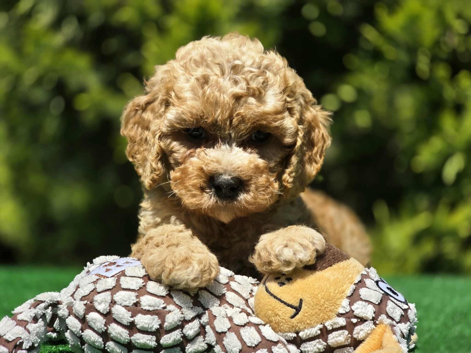 Cavapoo - loistava perhekoira - Pentulista.fi