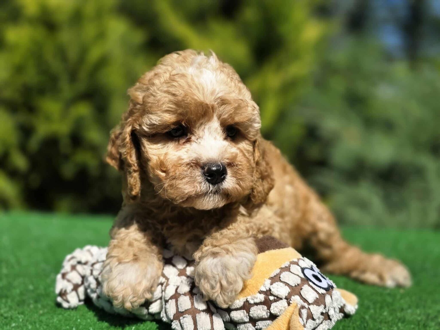 Cavapoo - loistava perhekoira - Pentulista.fi