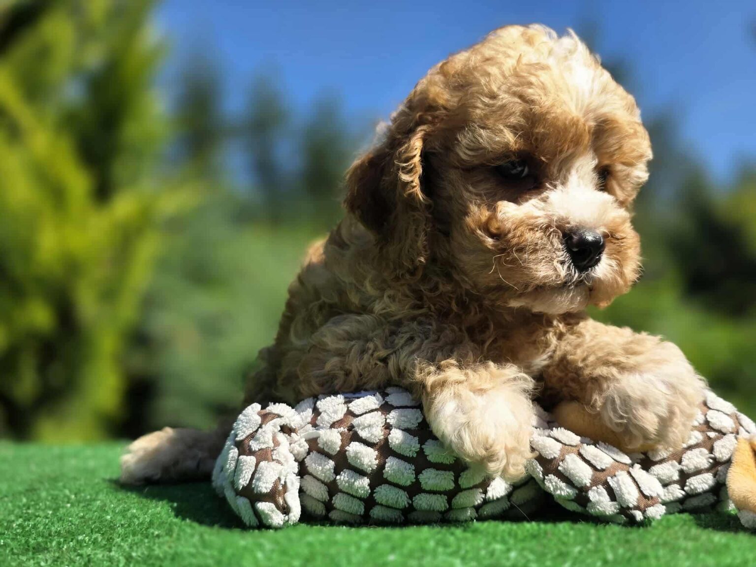 Cavapoo - loistava perhekoira - Pentulista.fi